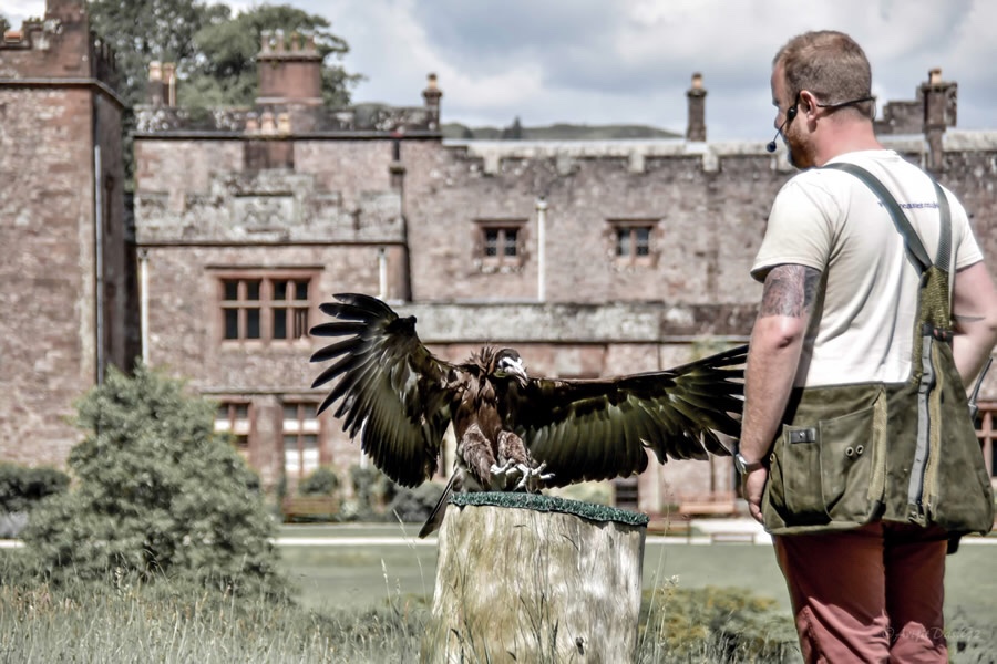 Muncaster Castle Soon To Be Welcoming Visitors For Flying Displays And ...