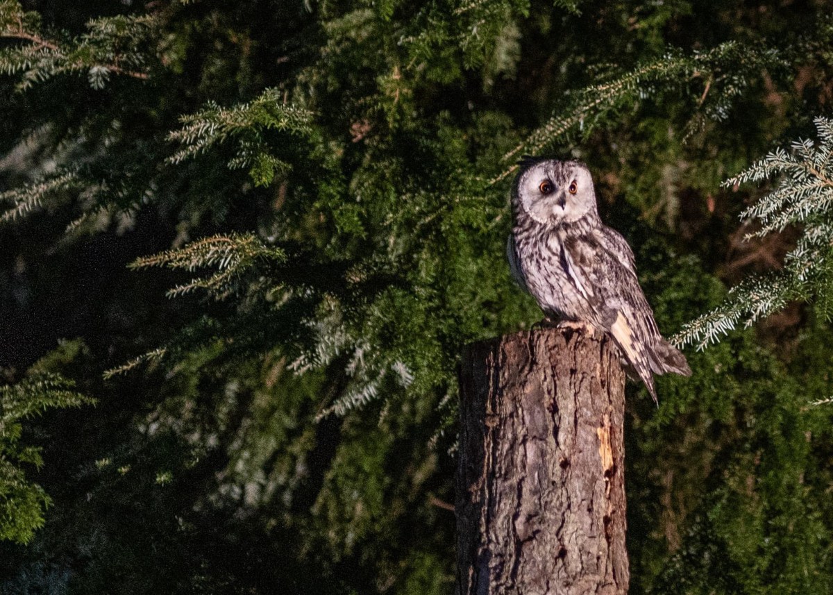 Silent Night Event Added To Muncaster Castle Calendar To Mark Special ...
