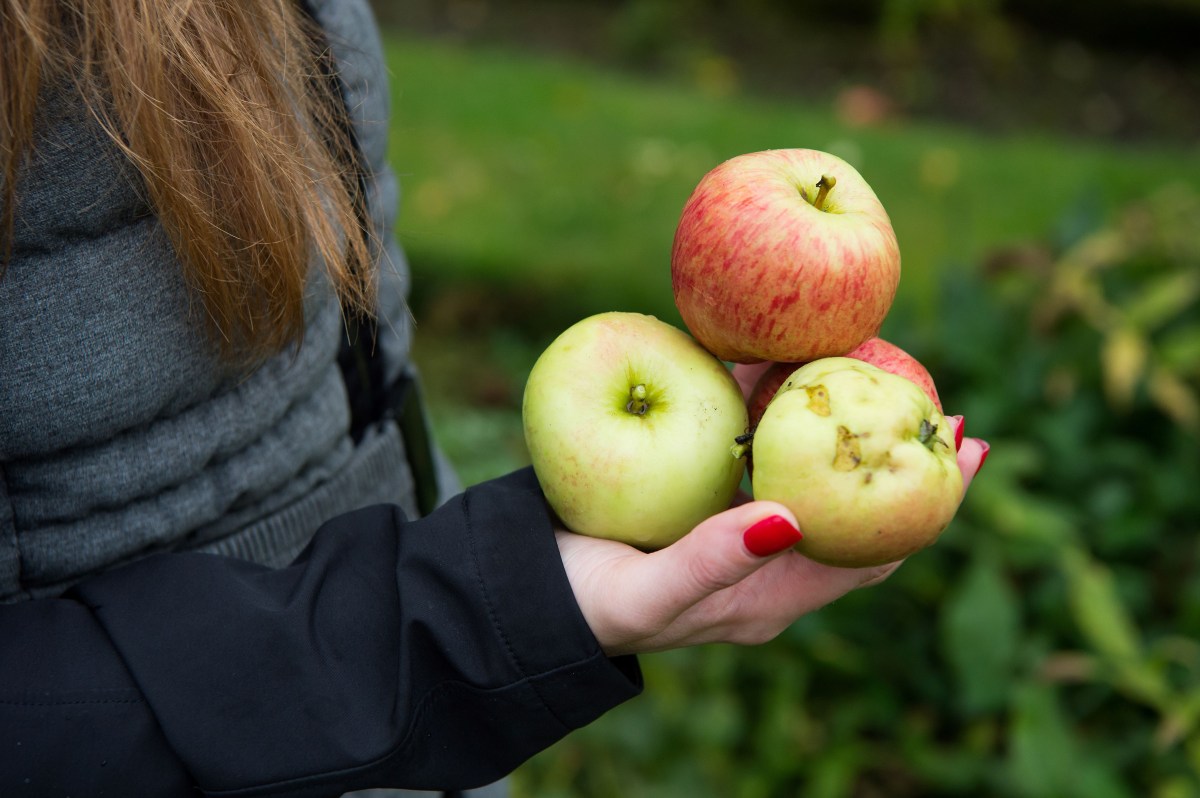 Historic Leighton Hall Joins Apple Day Celebrating British Heritage ...